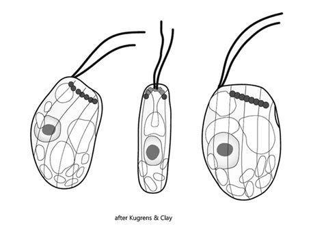 【古菌域全系列14】隐藻界Cryptista：隐于世间而影响世界 - 知乎