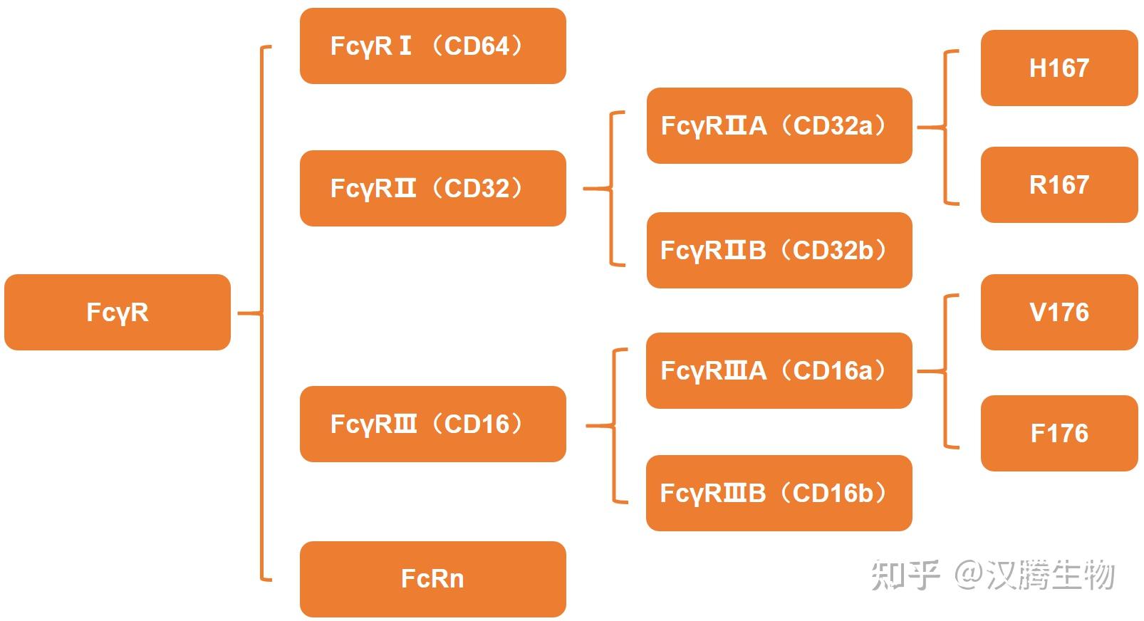 聚焦生化分析 | 抗体Fcγ受体亲和力分析 - 知乎