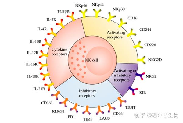 免疫学基础：一文读懂用于细胞鉴定的CD分子 - 知乎