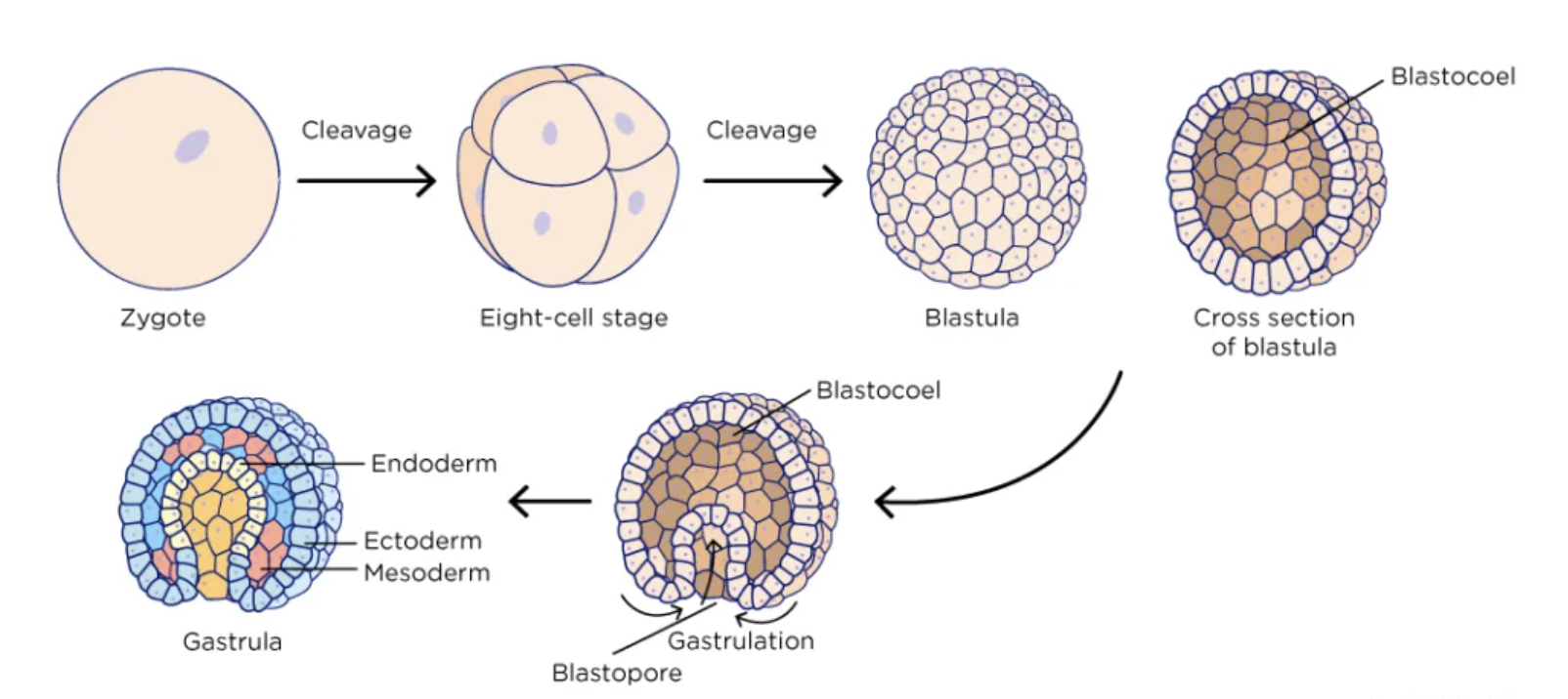 X染色体失活和胚胎发育 - 知乎