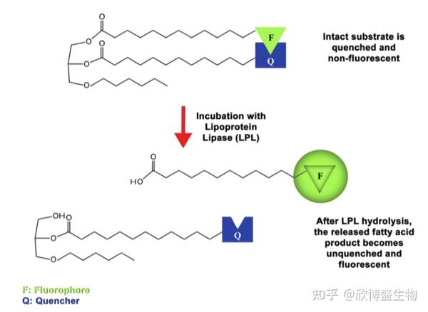 Lipoprotein Lipase (LPL) Activity Assay Kit (Fluorometric) - 知乎