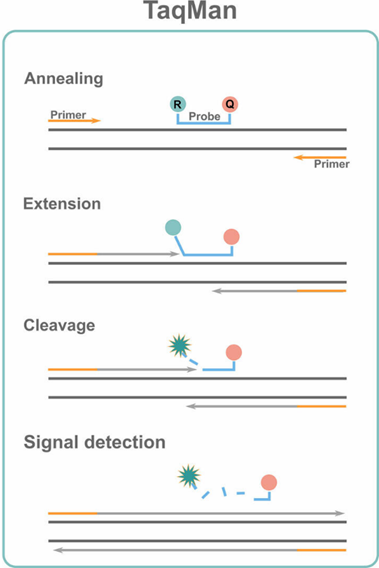 RT-qPCR：原理、检测、操作、结果分析 - 知乎