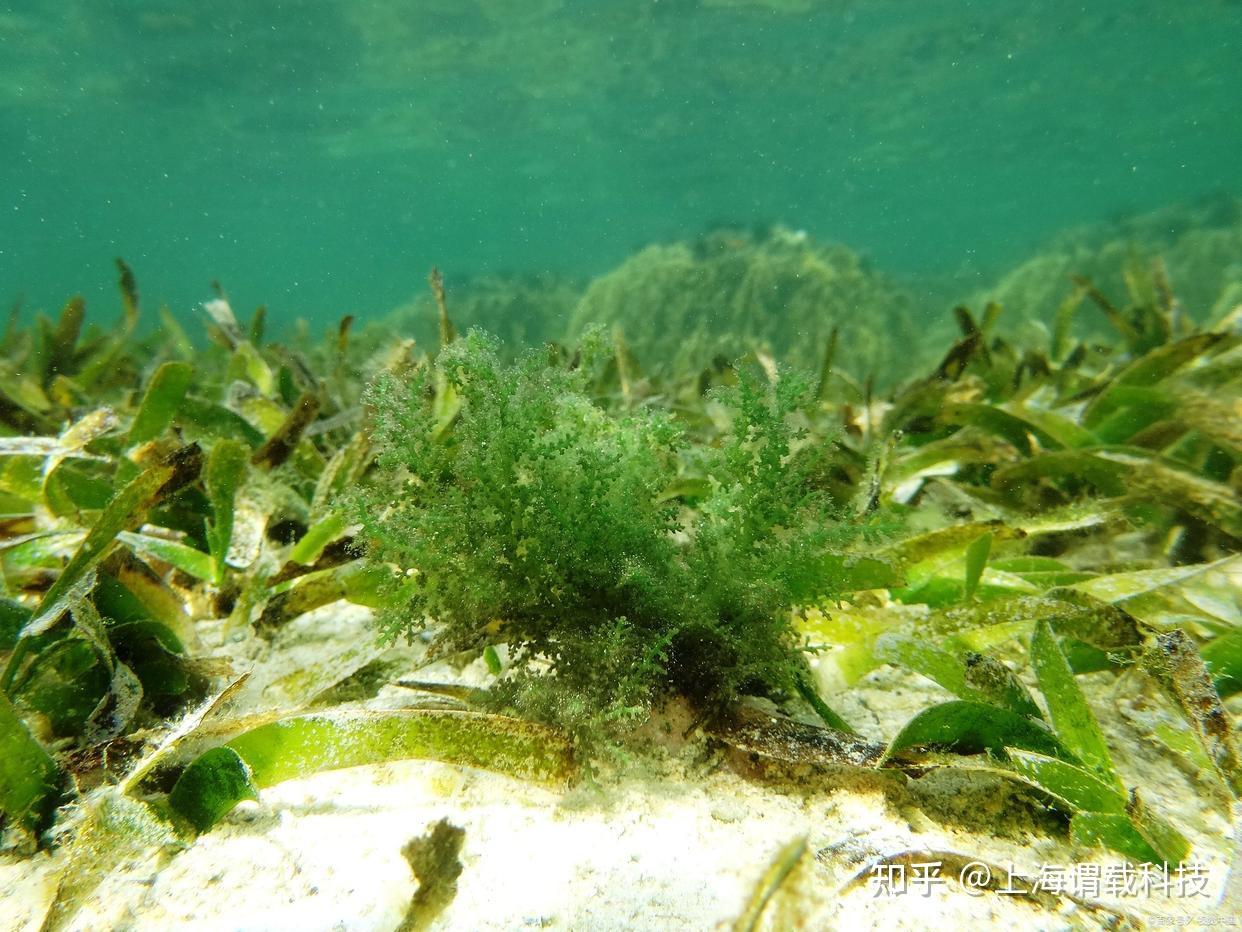 微电极分析系统在MPBR中的应用 - 知乎