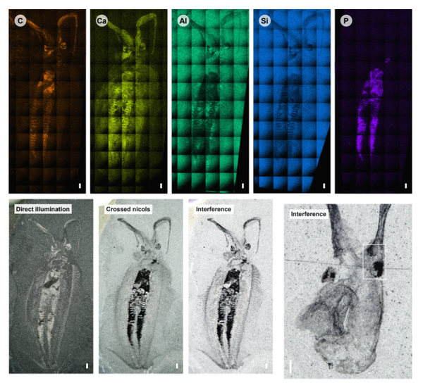 头足纲小传（28）寒海谜团：Nectocaris，内克虾/内耶克虫科 - 知乎