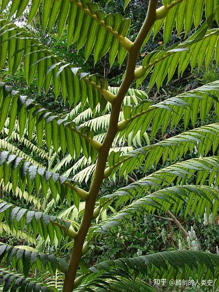 【地球生物全系列——植物篇】真蕨门—厚囊蕨纲 - 知乎