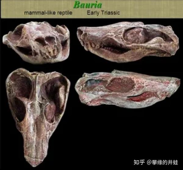 第二百五十六回 百兽图9：白云苍狗 - 知乎