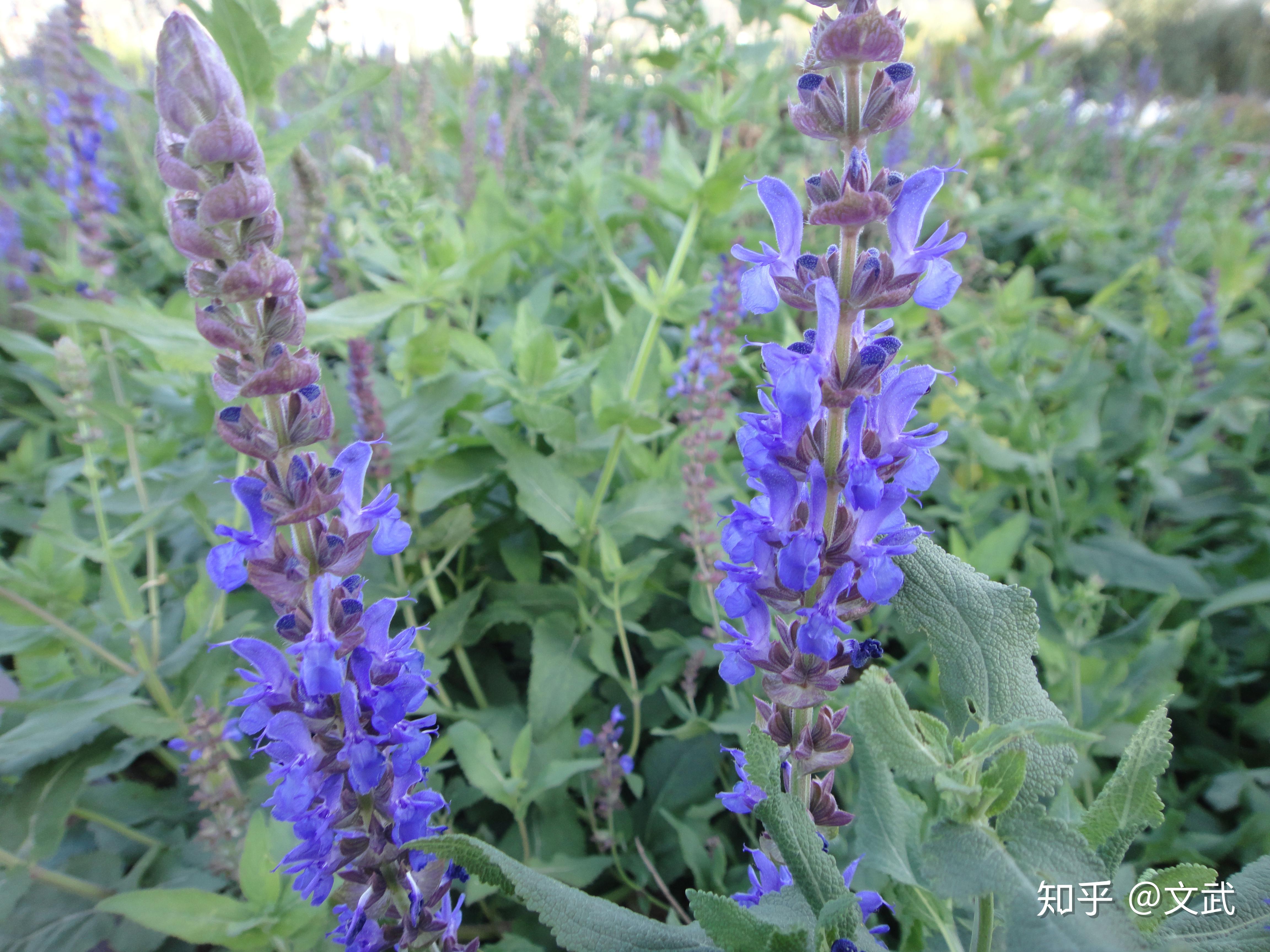 就这？CCD色彩真的那么毒？样张对比安排上 - 知乎