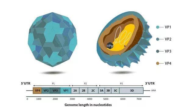 全球首创预防用手足口病疫苗(Vero细胞)，我国手足口病疫苗市场概况 - 知乎