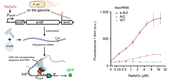Nat Comm︱王宝俊团队揭示II型CRISPR系统crRNA-tracrRNA配对的可编程性机制及其RNA检测应用 - 知乎