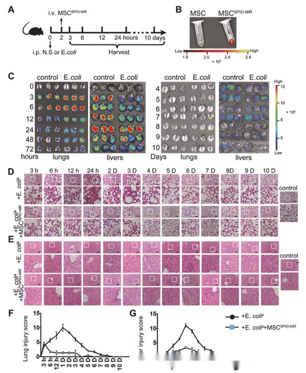 CDD丨铁死亡 MSCs 通过促进巨噬细胞胞吐作用保护小鼠免受脓毒症 - 知乎