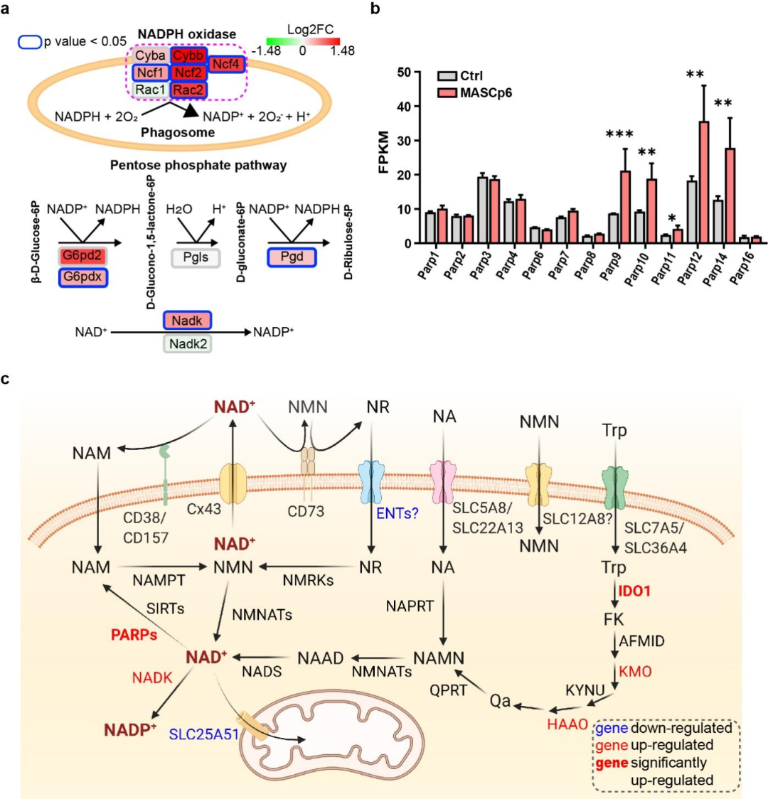 Cell Discov︱许执恒/秦成峰/胡泽平 团队合作发现NAD+可用于治疗新冠肺炎 - 知乎