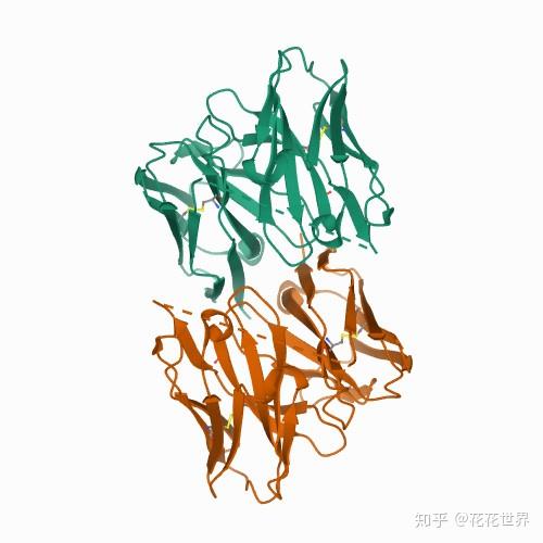 Single-Chain Fragment Variable (ScFv) - 知乎