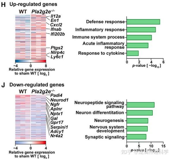Neuron︱日本东京都医学科学研究所团队发现磷脂酶A2介导的脂质代谢触发缺血性脑卒中后自发神经修复 - 知乎