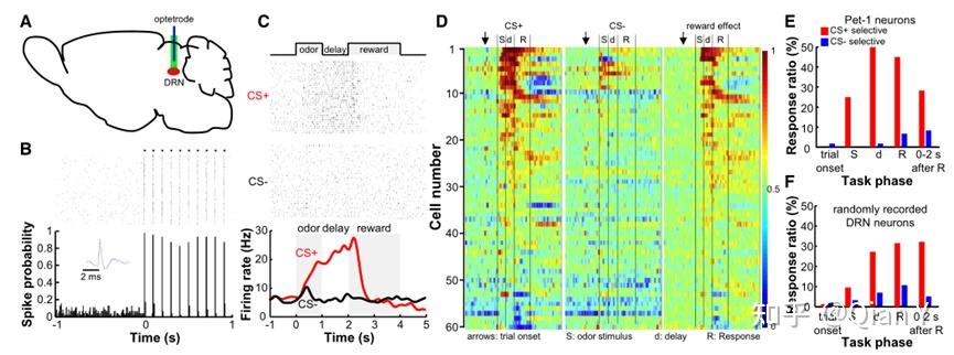 中缝核（Raphe）的奥秘 - 知乎