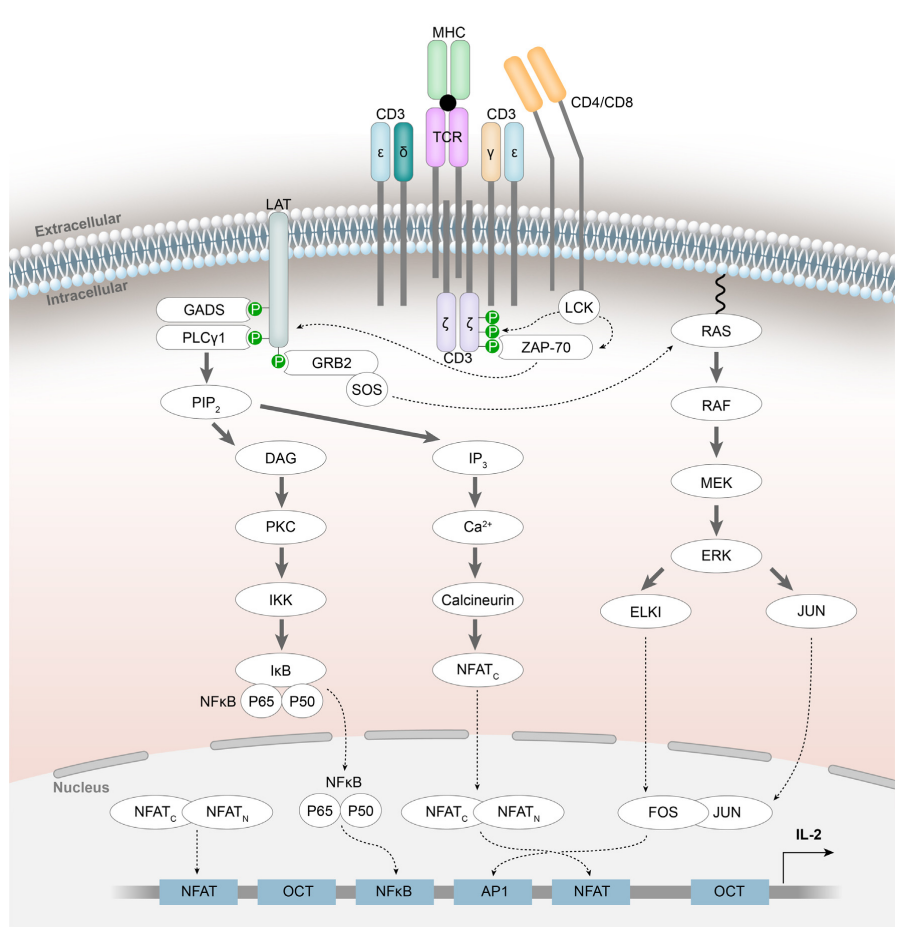 CD3：双抗领域黄金靶点解读 - 知乎