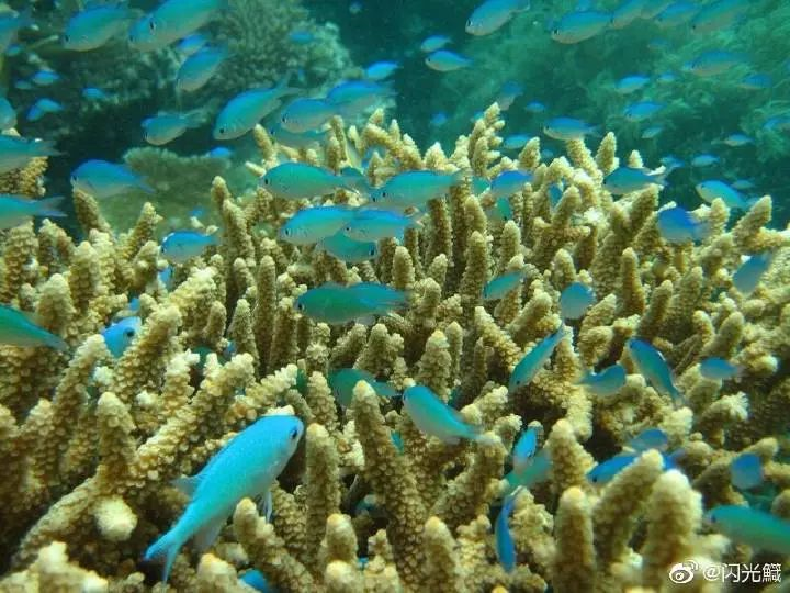 蒙特波卡：始新世的海洋之窗（2）——鲹形系附卵亚系（作者：达达） - 知乎