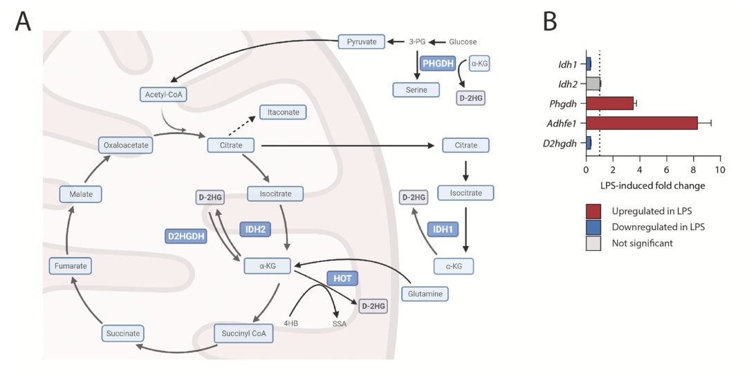 d-2-Hydroxyglutarate 是一种抗炎免疫代谢物，在 TLR4 激活后的巨噬细胞中积累 - 知乎