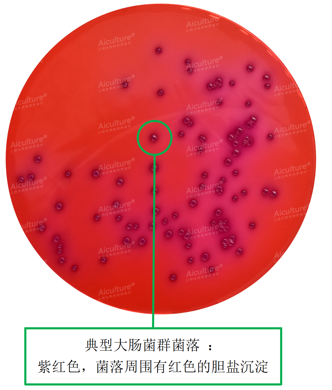 标准分享|GB4789.3-2016 大肠菌群计数及注意事项（第二法） - 知乎