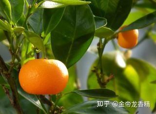 香精与香料(46)-中国橘醛Sinensal与中国柑橘 - 知乎