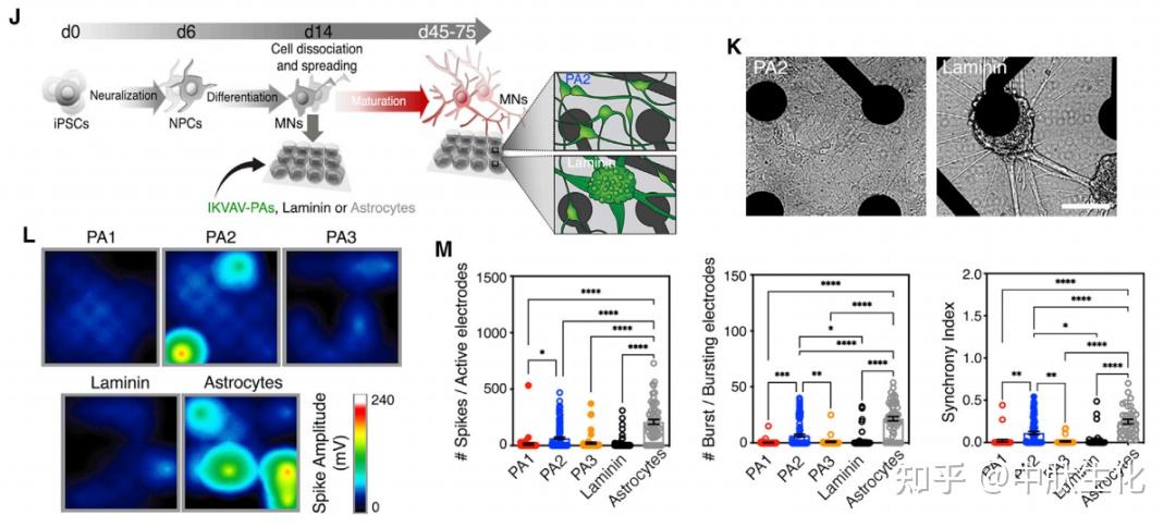 世界首次，在实验室中培养出高度成熟神经元，让渐冻症/帕金森病等疾病治疗成为可能 - 知乎