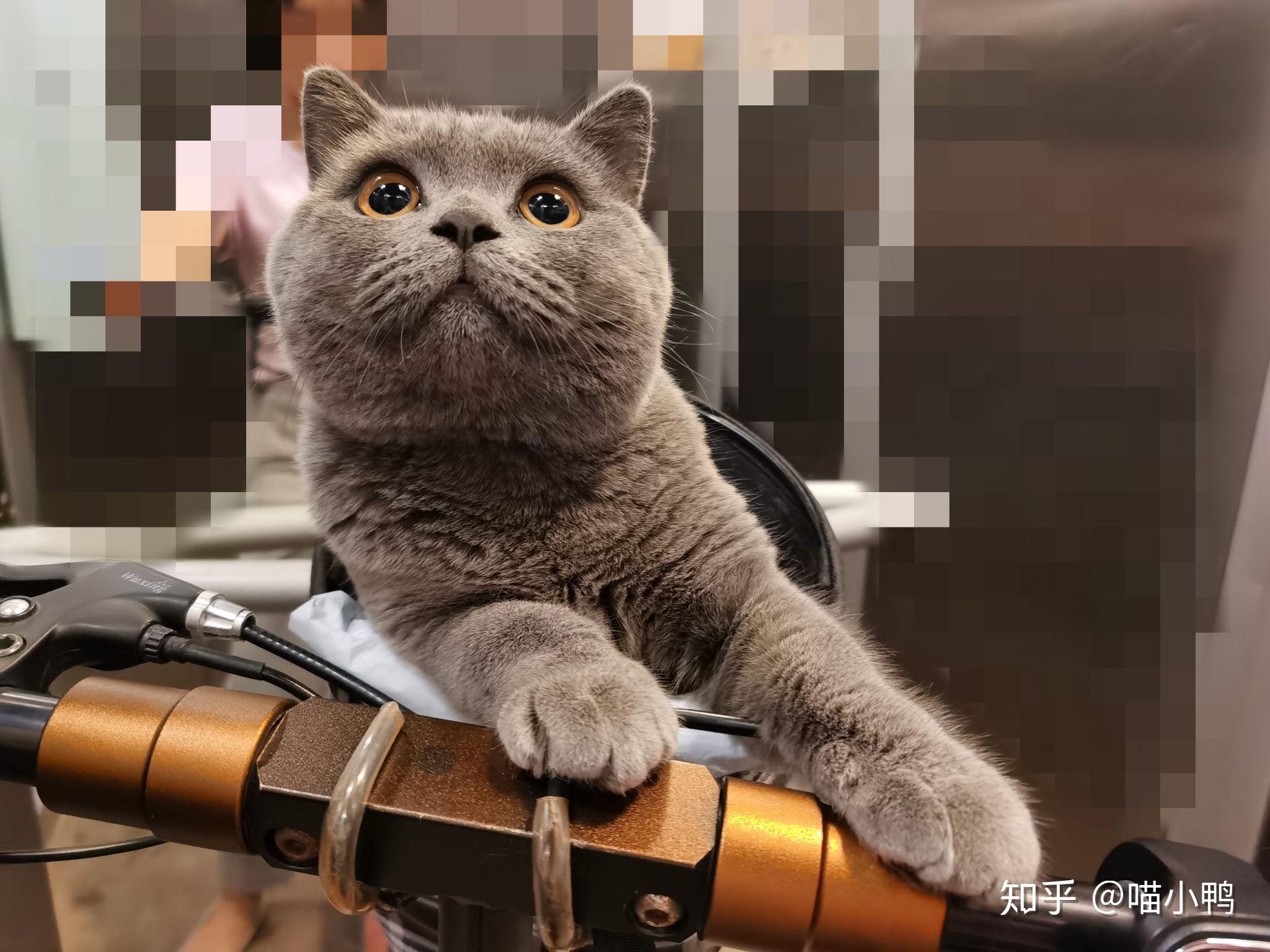 为什么说蓝猫是最不值钱的猫？ - 知乎