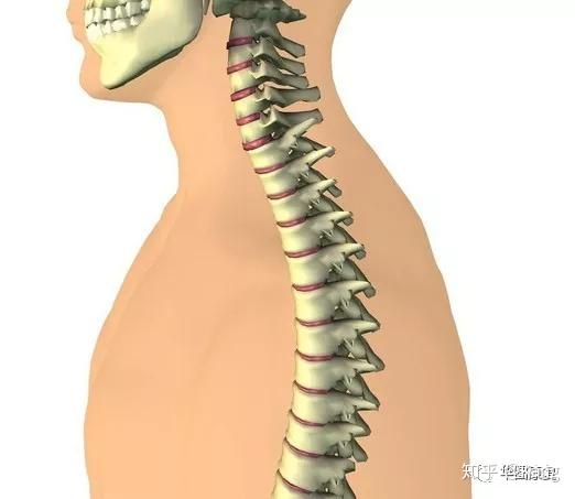 脊柱节段定位大全 - 知乎