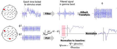 脉冲神经网络（SNN）——锁相值（Phase Locking Value，PLV）简介 - 知乎