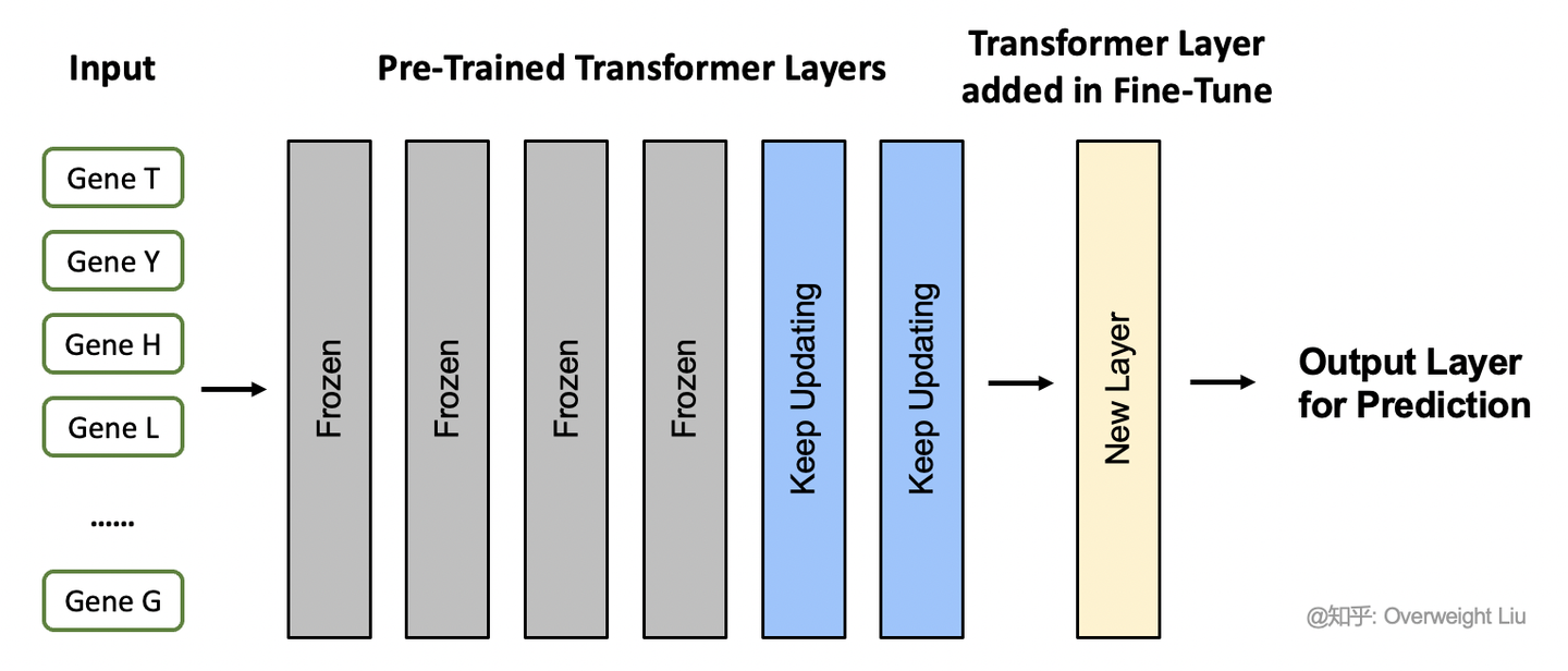 (五) Geneformer 技术解读 ｜ 利用基因名字排序进行语言建模 - 知乎