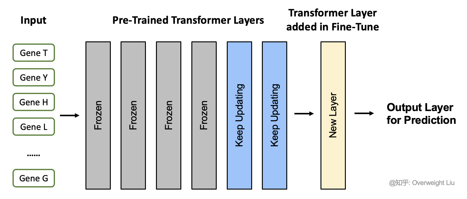 (五) Geneformer 技术解读 ｜ 利用基因名字排序进行语言建模 - 知乎