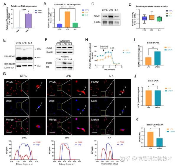 Int J Biol Sci丨中科院1区丨PKM2 的乳酸化抑制促炎性巨噬细胞的炎症代谢适应 - 知乎