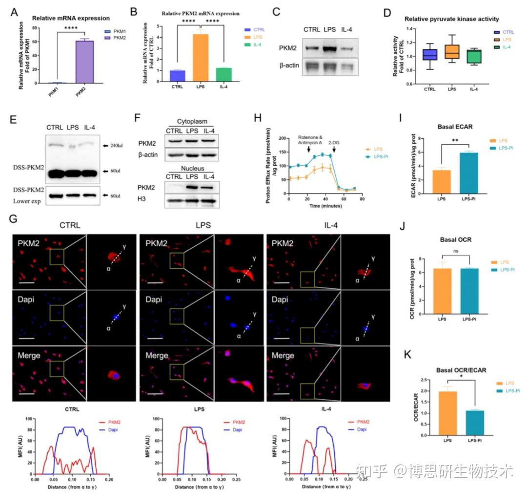 Int J Biol Sci丨中科院1区丨PKM2 的乳酸化抑制促炎性巨噬细胞的炎症代谢适应 - 知乎