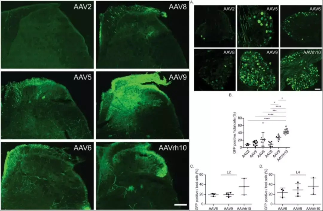 费心整理：神经系统AAV血清型选择指南（值得收藏） - 知乎