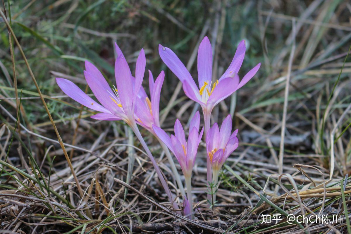 多肉植物全图鉴17：秋水仙科（Colchicaceae），秋水仙属（Colchicum） 原始种A-H - 知乎