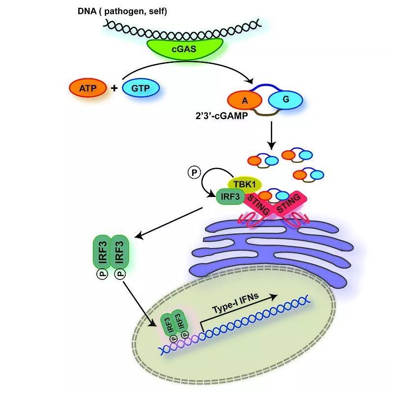 Cell亮点丨首次发现DNA感受器cGAS定位在细胞质膜上 - 知乎