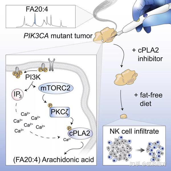 Cell：抗癌新靶点——cPLA2 - 知乎