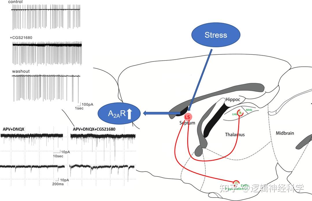 Nat Commun︱温州医科大学陈江帆/郭卫团队揭示外侧隔区腺苷A2A受体调控抑郁样行为的神经环路机制 - 知乎