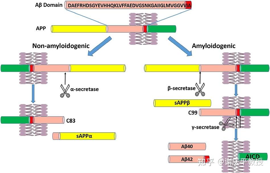 阿尔茨海默症主流病理假说——『β淀粉样蛋白』被推翻了？ - 知乎