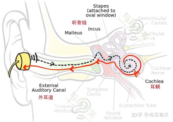 新生儿听力筛查（流程、方法以及结果解读） - 知乎