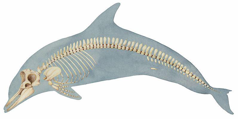 抹香鲸方形的额头有特殊作用吗？ - 知乎