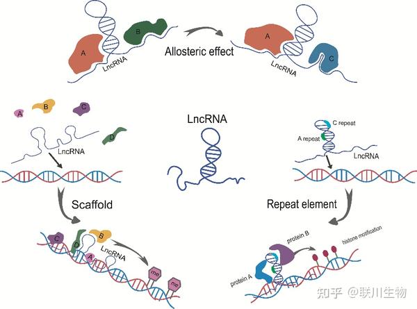 RNA背景知识全解 - 知乎