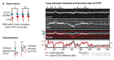 文献阅读随记：CTCF is a DNA-tension-dependent barrier to cohesin-mediated loop ...