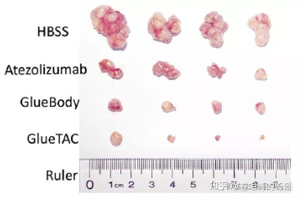 新型蛋白降解技术——GlueTAC - 知乎