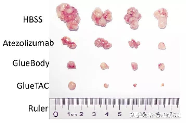 新型蛋白降解技术——GlueTAC - 知乎