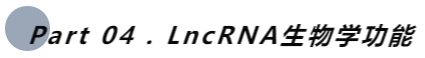 医学前沿：非编码RNA—LncRNA - 知乎