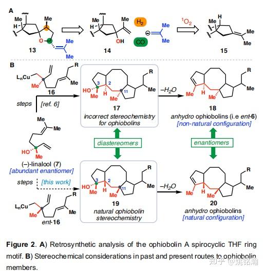 【全合成】 (+)-6-epi-Ophiobolin A的全合成 - 知乎