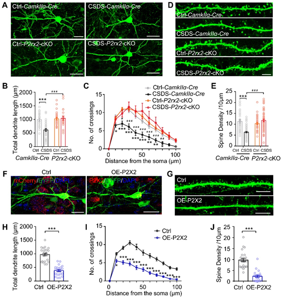 IF=11.60【客户文章】Theranostics：南医大曹雄课题组揭示抑郁症治疗的潜在靶点 - 知乎