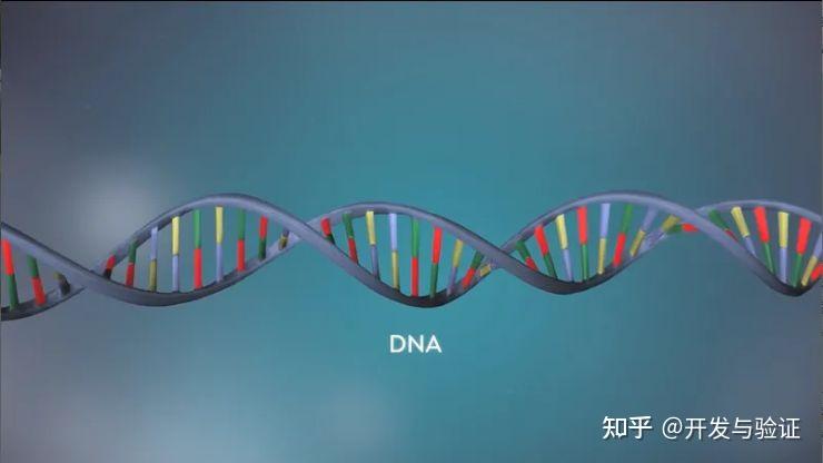 科普 | DNA如何进行复制？ - 知乎