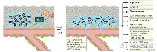 SCI热点分子|TGF-β对癌症免疫应答的调控 - 知乎