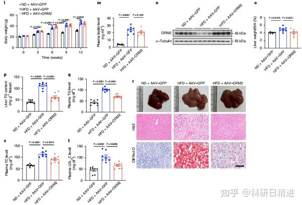 Nature metabolism丨肝脏因子ORM2通过抑制脂肪从头生成维持肝脏脂质稳态 - 知乎