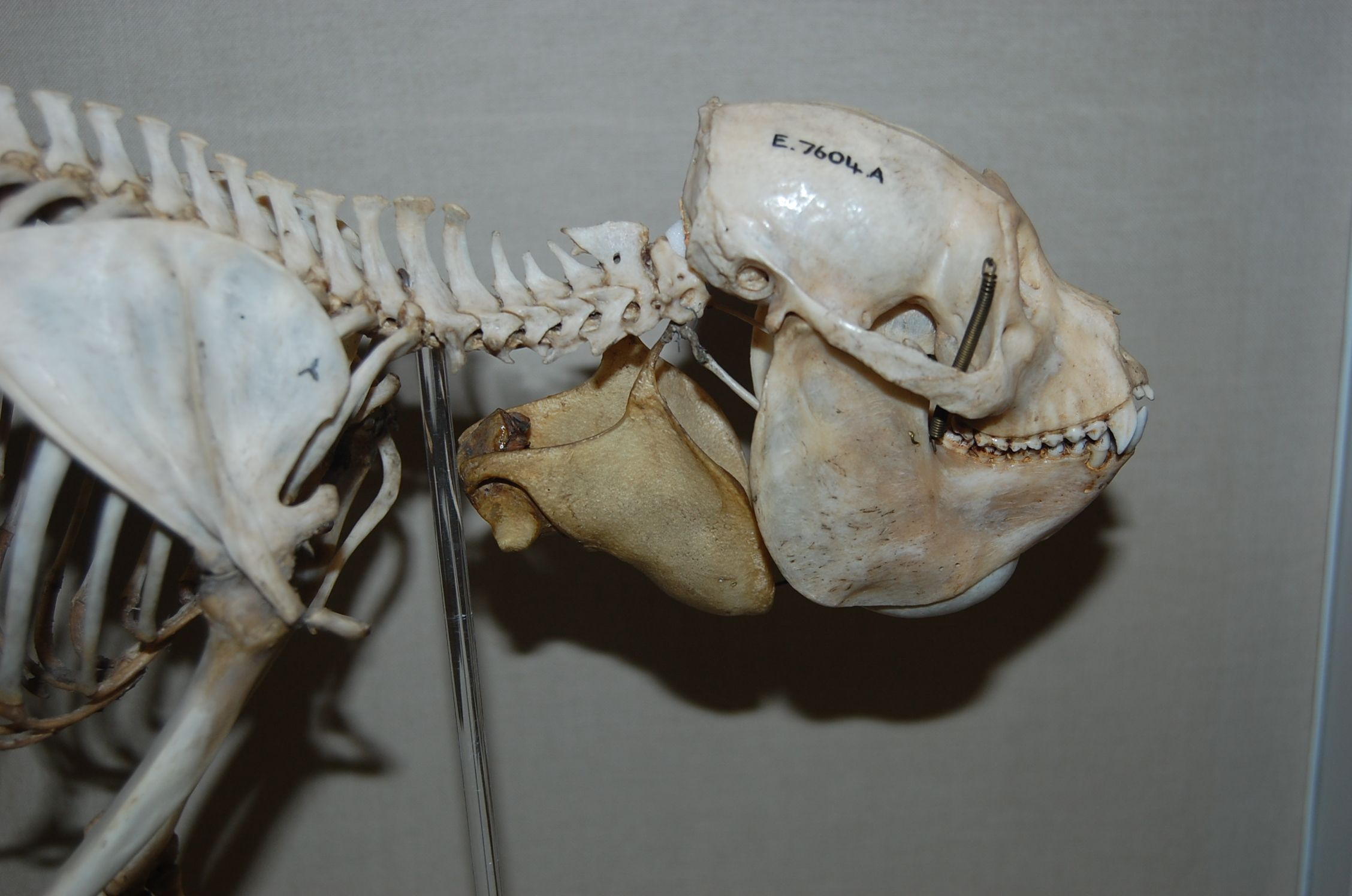 动物篇(86)·灵长目（上） - 知乎